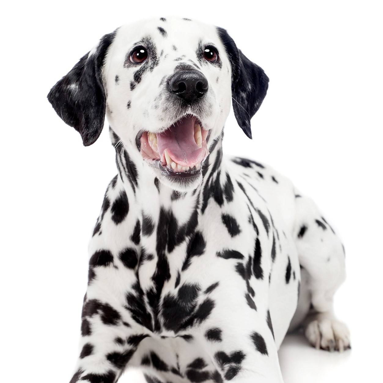 Dalmatineri - psi puni puni energije, neovisni, veseli i razigrani ...